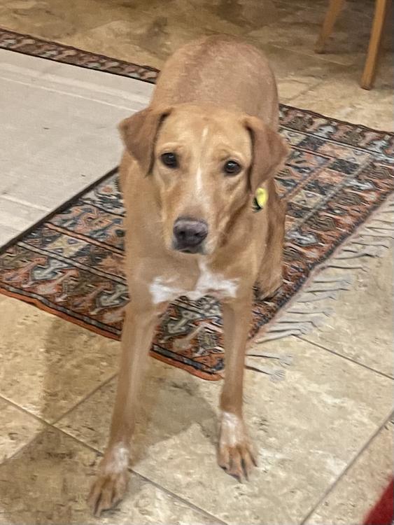 CRRR - Available Dogs